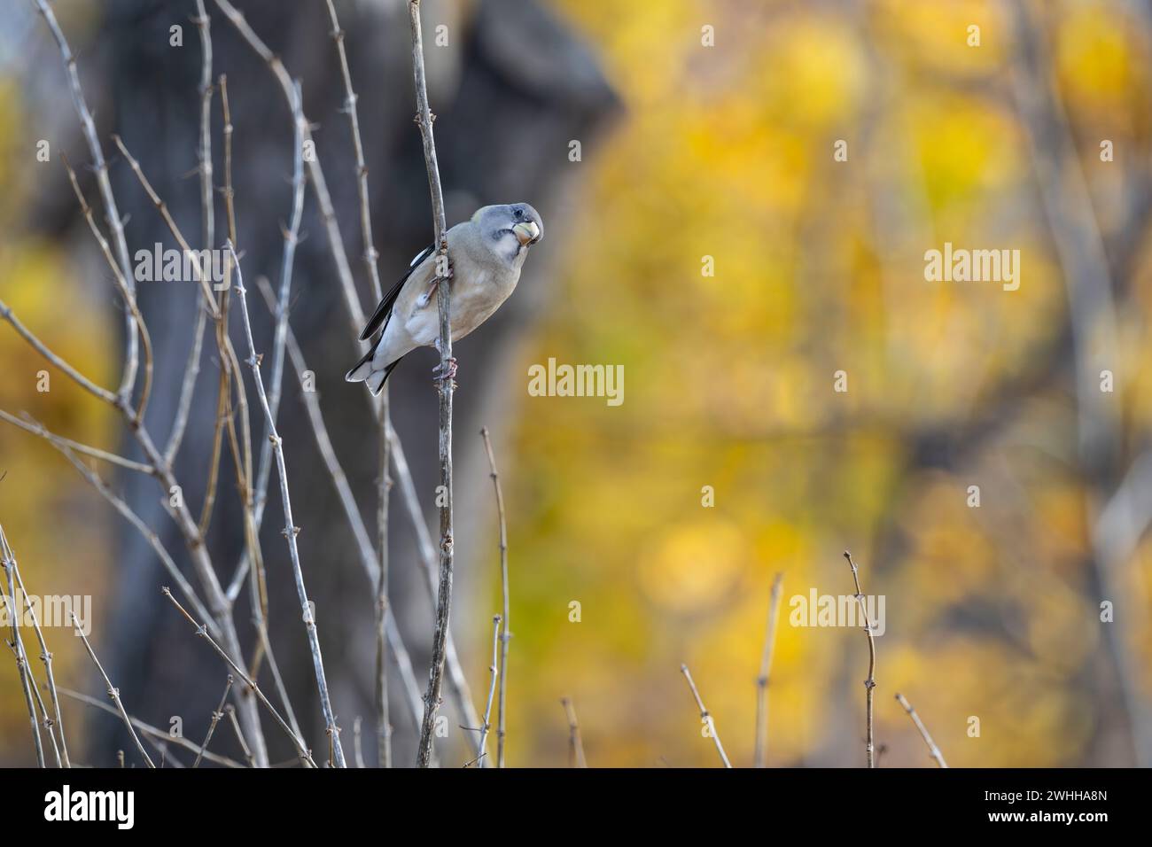 female evening grosbeak, Hesperiphona vespertine, on a tree branch ...