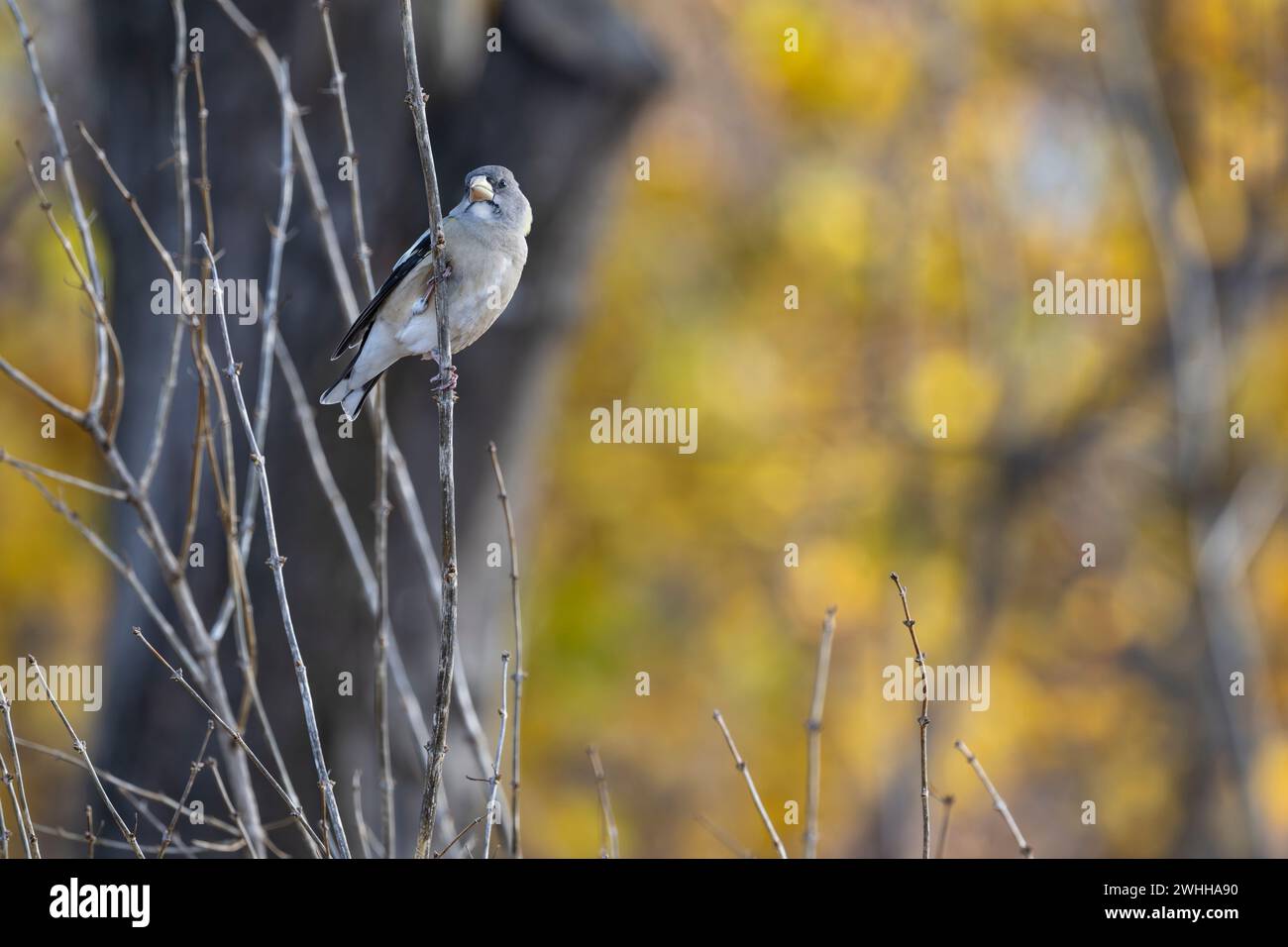 female evening grosbeak, Hesperiphona vespertine, on a tree branch ...