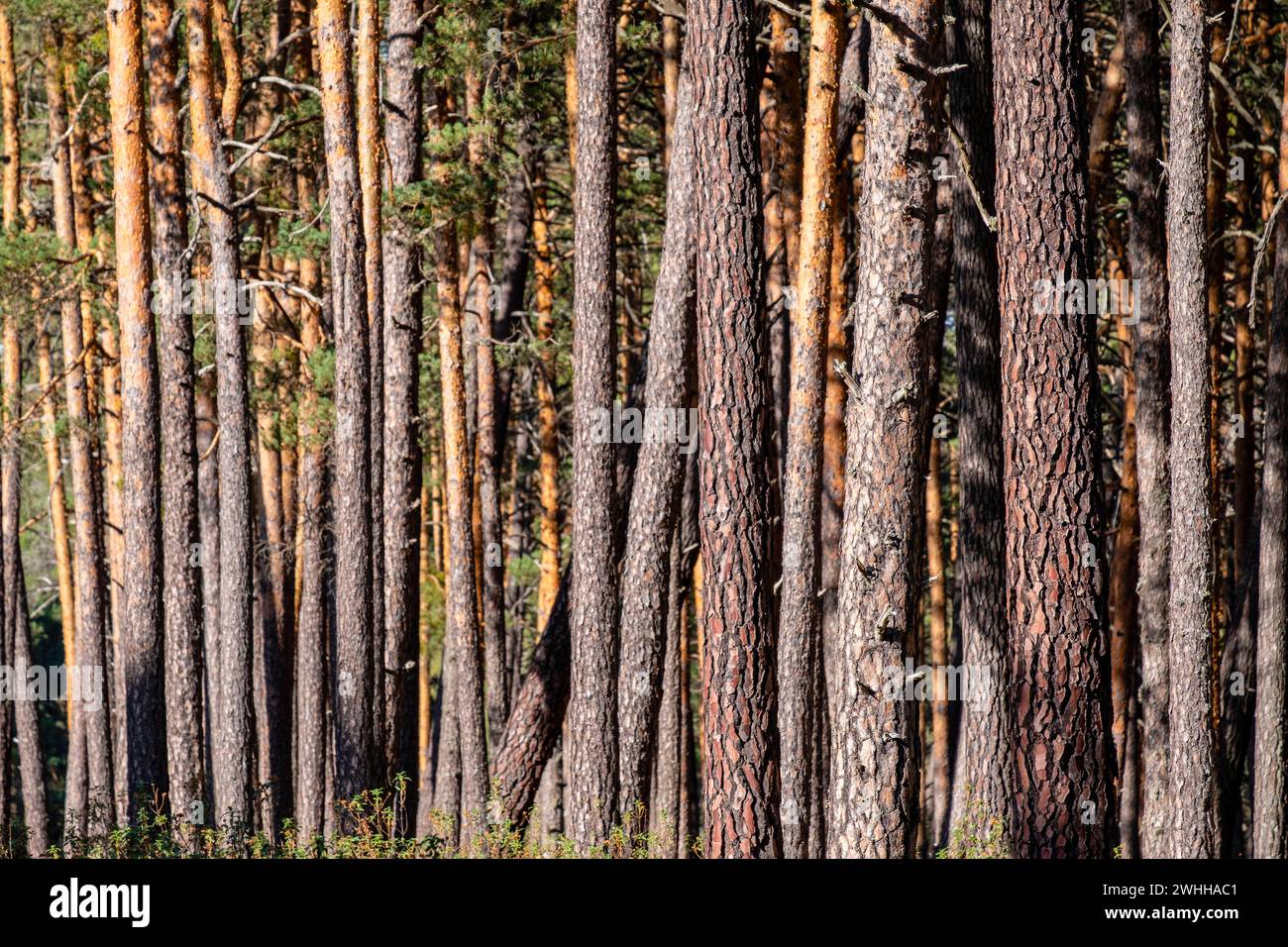 Bosque rojo hi-res stock photography and images - Alamy
