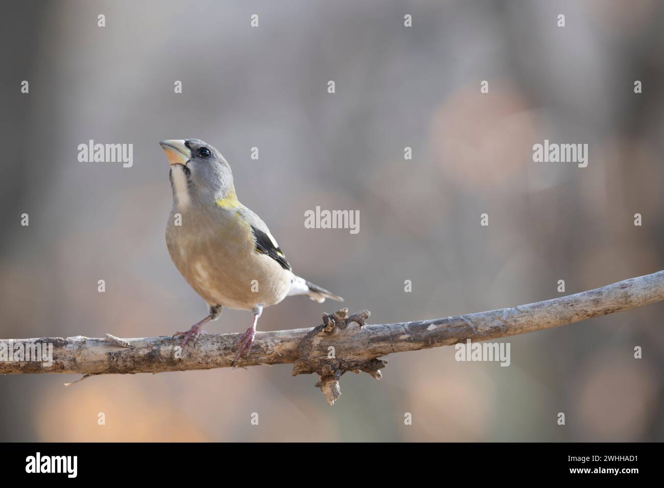 female evening grosbeak, Hesperiphona vespertine, on a tree branch ...