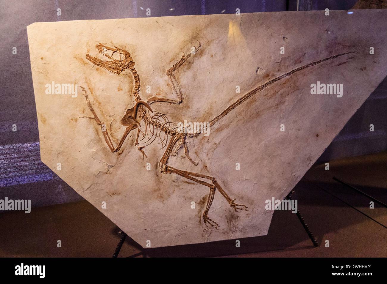 Mundo prehistórico hi-res stock photography and images - Alamy