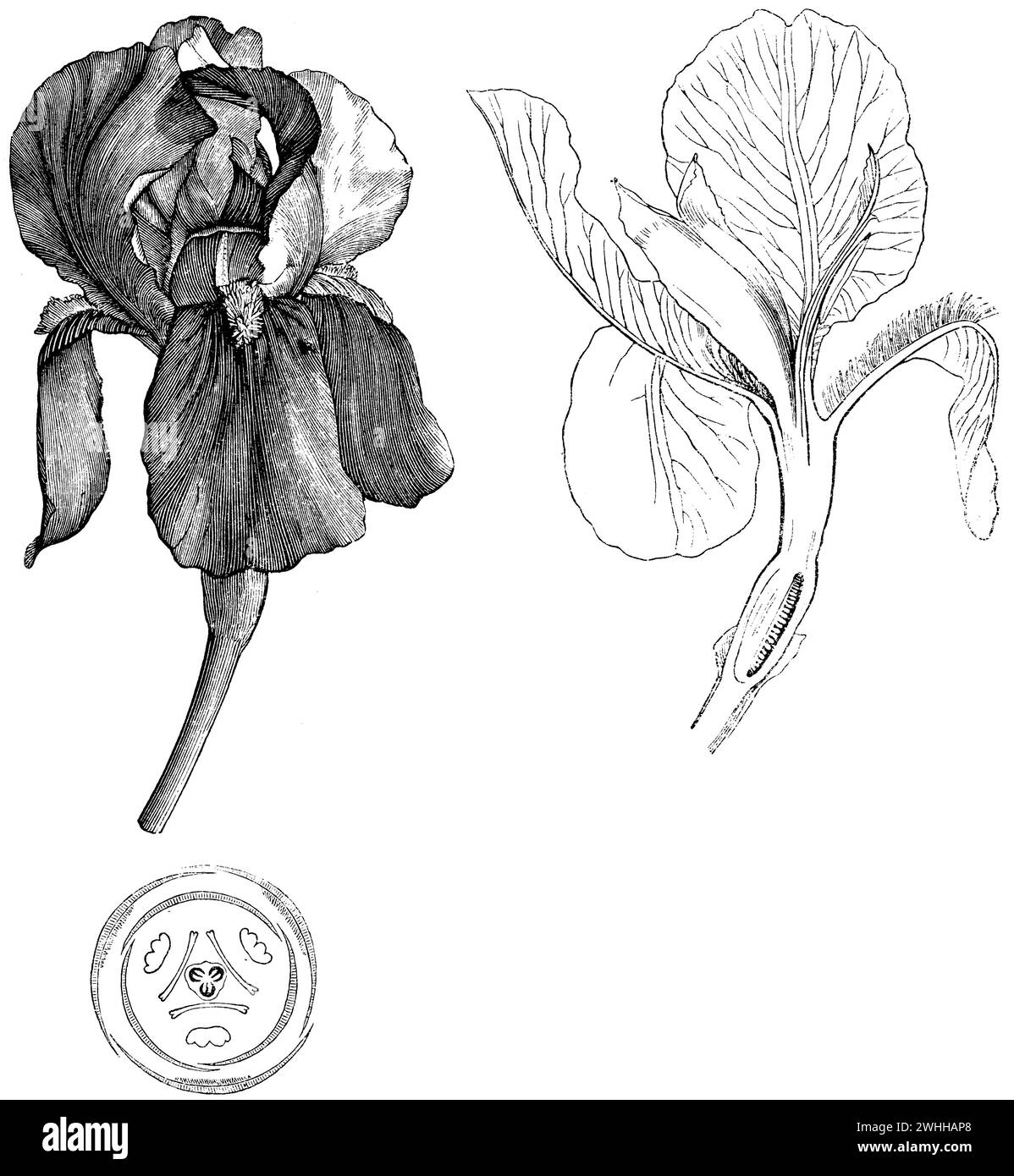 German iris with longitudinal section and plan view of flower, Iris ...