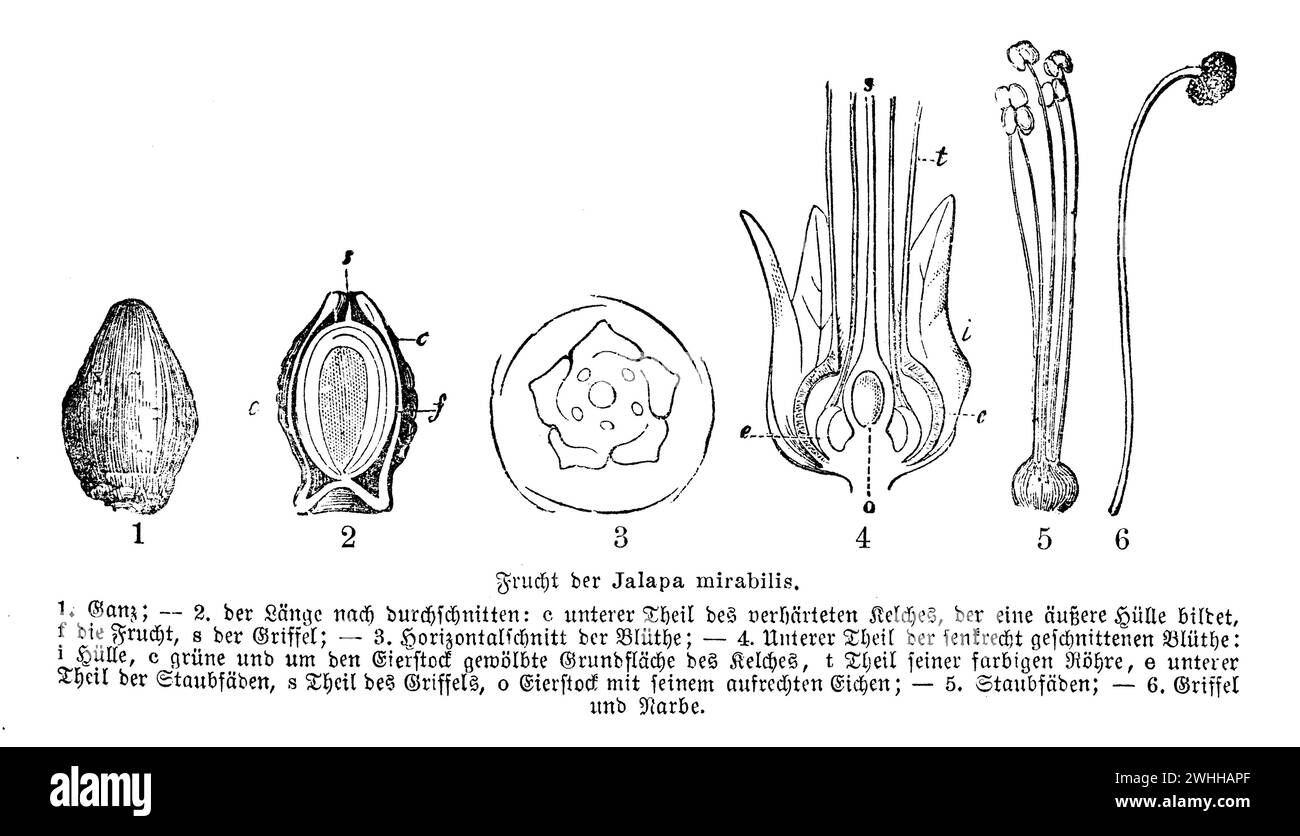 Marvel peru mirabilis jalapa Black and White Stock Photos & Images - Alamy