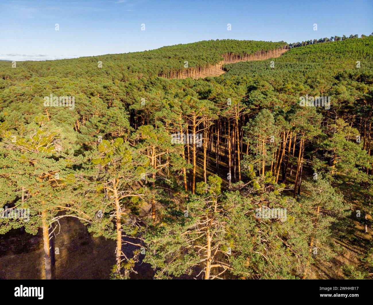 De bosque hi-res stock photography and images - Alamy