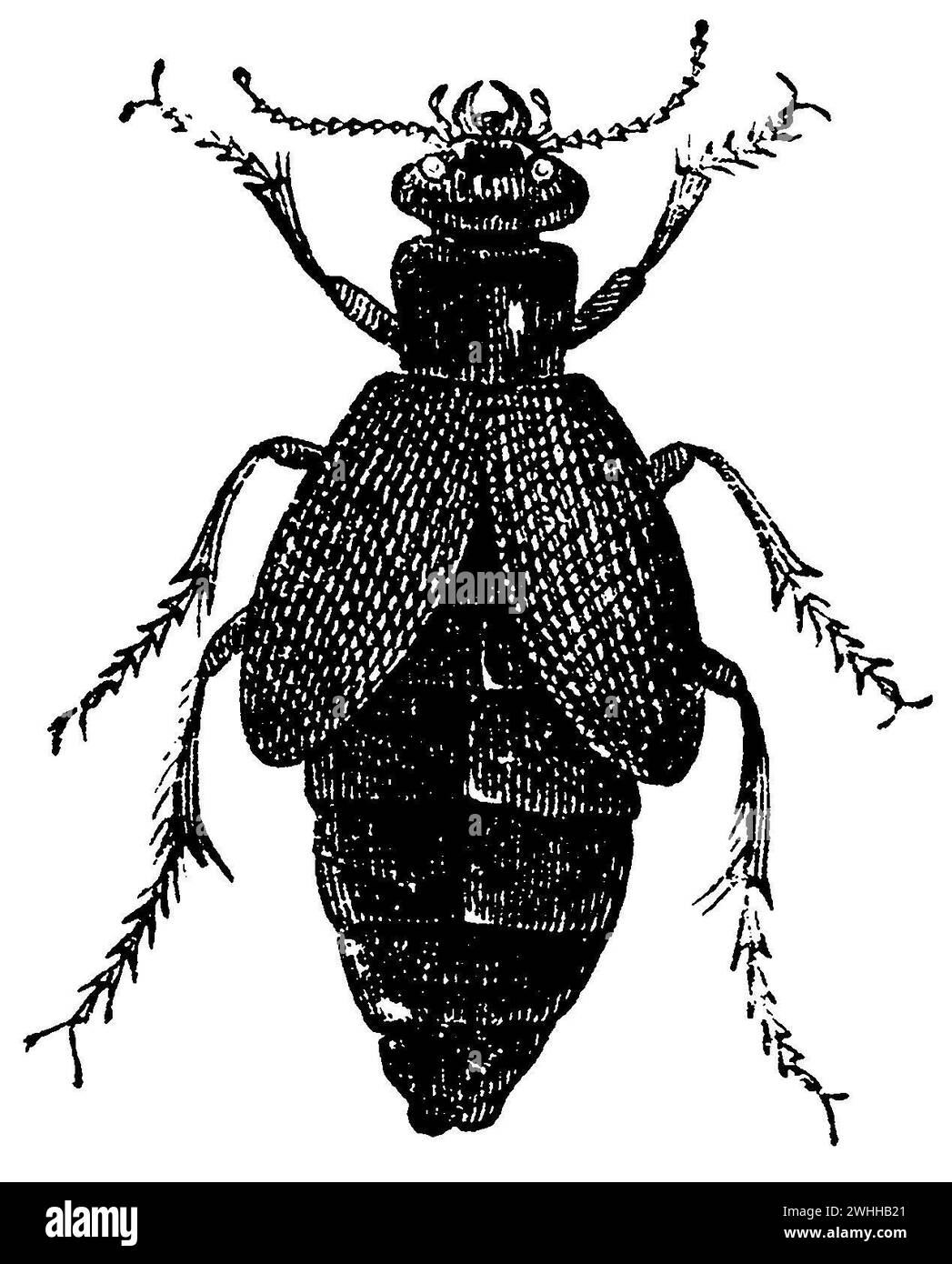 Oil beetle, Meloe proscarabaeus, anonym (zoology book, 1886 ...