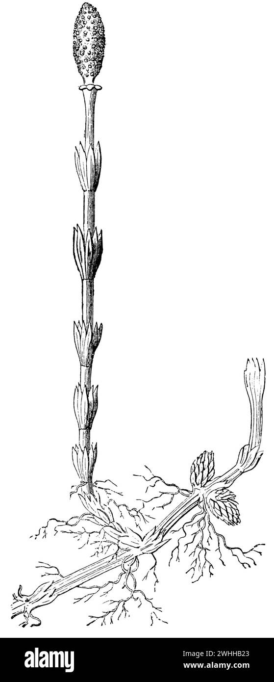 horsetail, fertile shoot, Equisetum arvense, anonym (evolution history ...