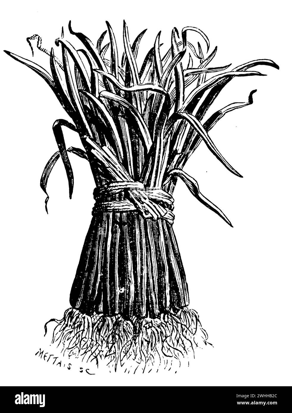 Welsh onion, Allium fistulosum, Mettais sc (garden book, 1911 ...