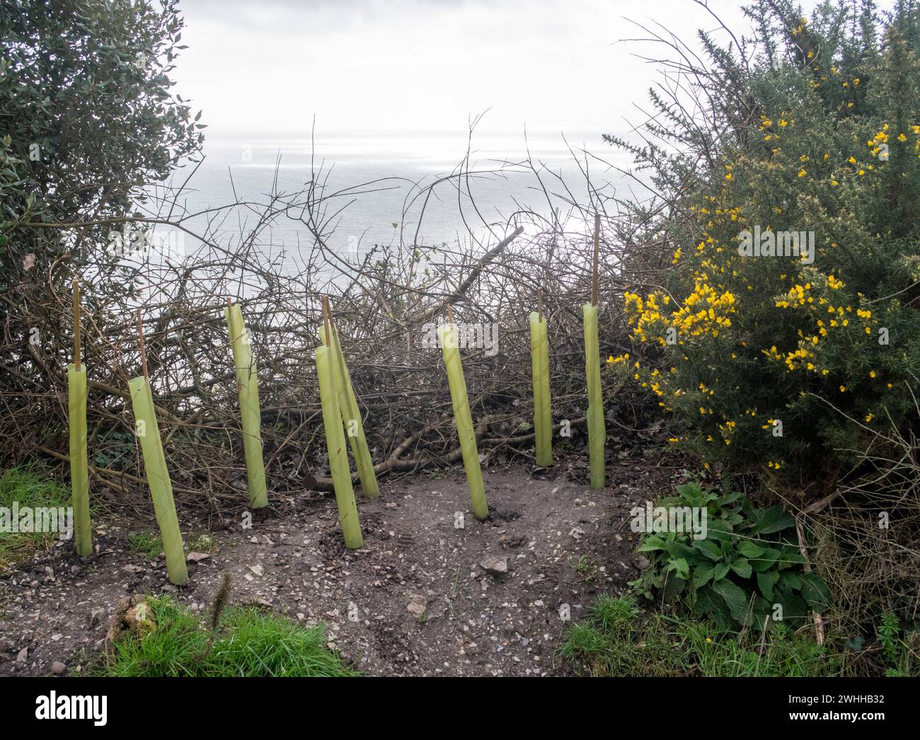Hedge planting to prevent walkers getting too close to unstable cliffs ...