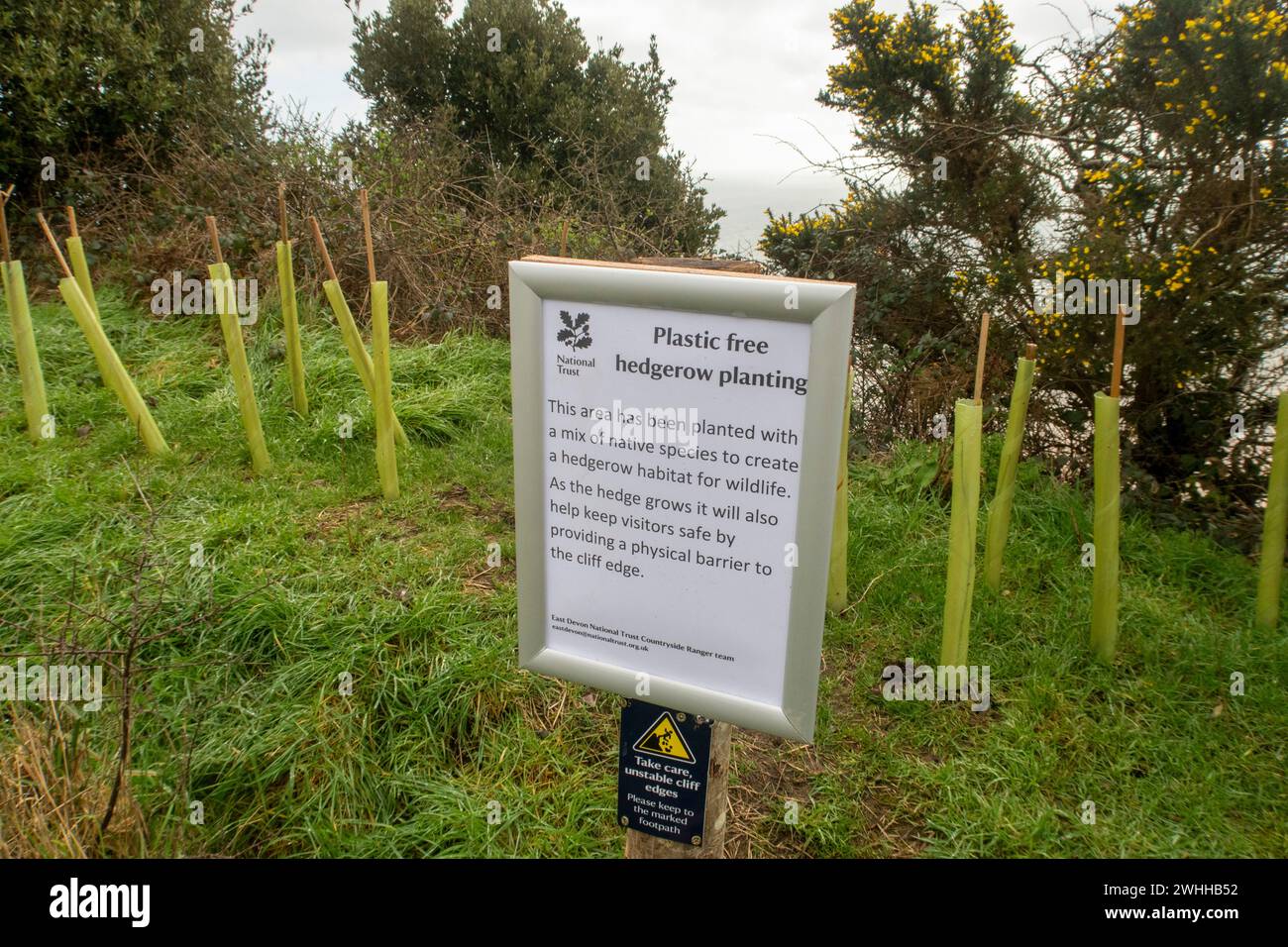 Hedge planting to prevent walkers getting too close to unstable cliffs ...