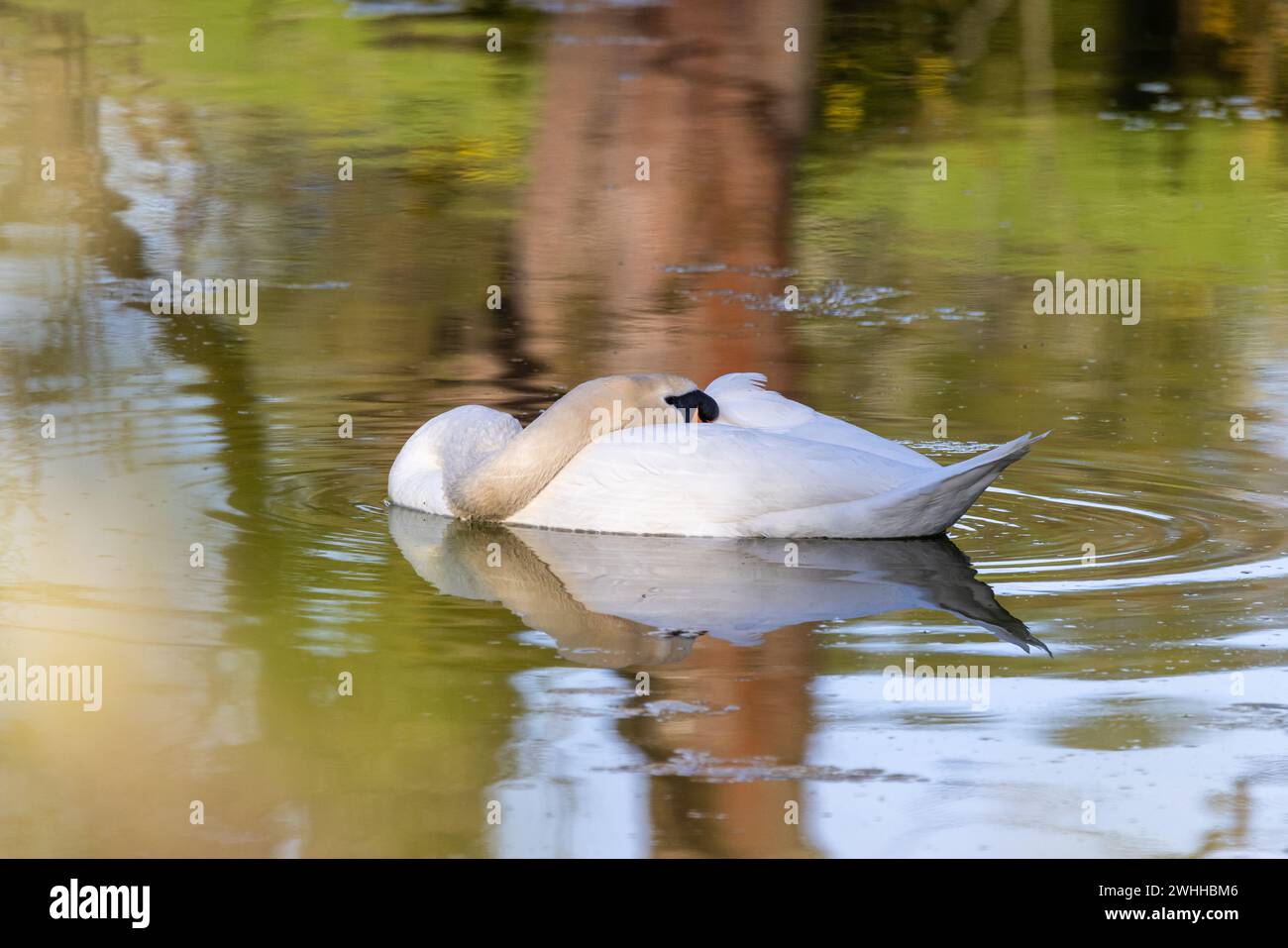 Tiere tierwelt fauna hi-res stock photography and images - Alamy