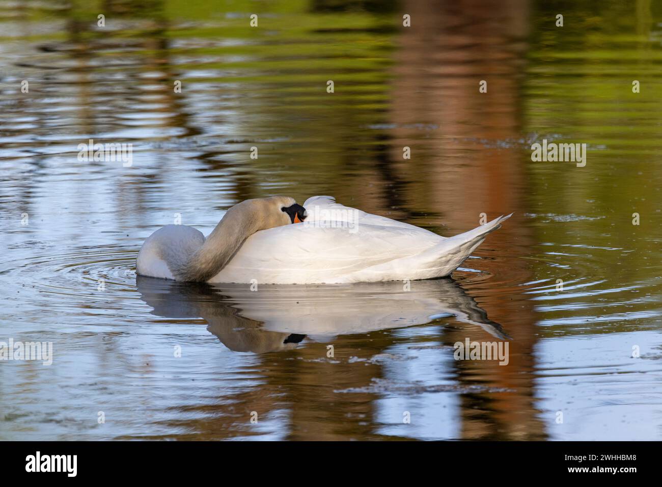Native fauna Birds in Germany Swan Stock Photo - Alamy