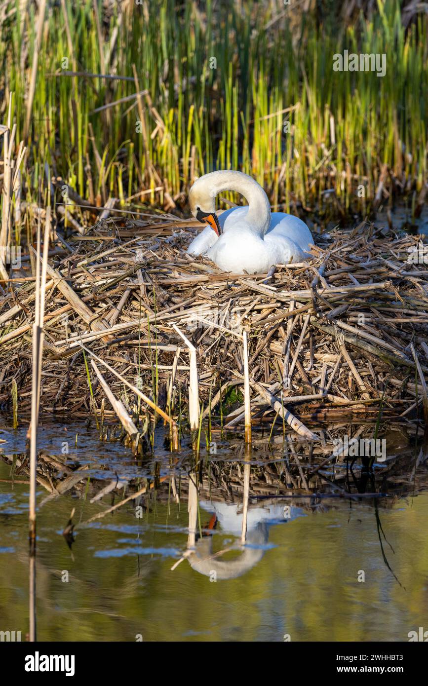 Native fauna Birds in Germany Swan Stock Photo - Alamy