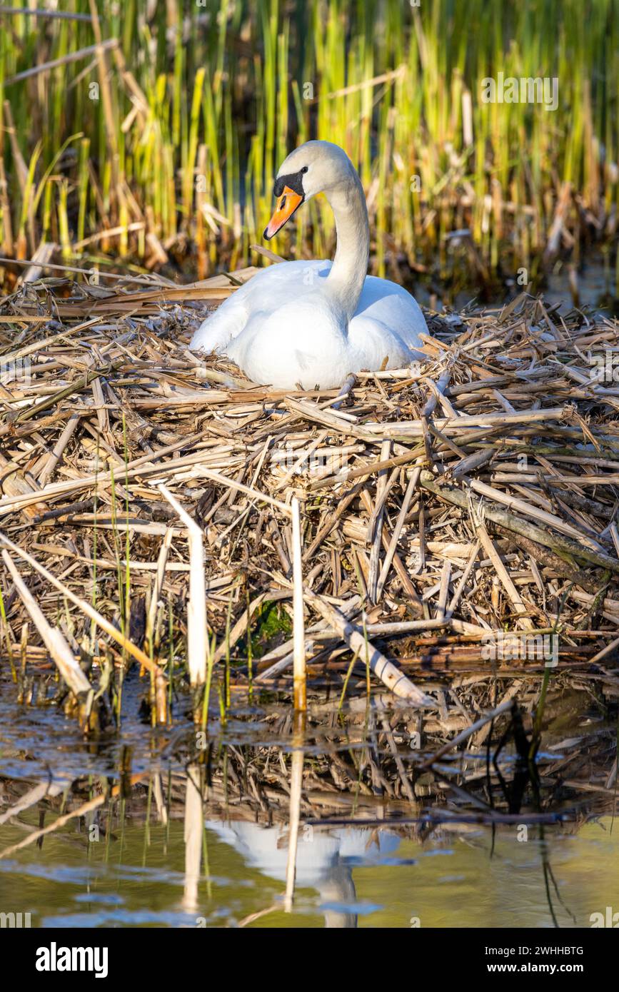 Native fauna Birds in Germany Swan Stock Photo - Alamy