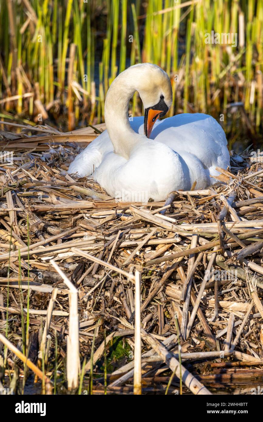 Native fauna Birds in Germany Swan Stock Photo - Alamy
