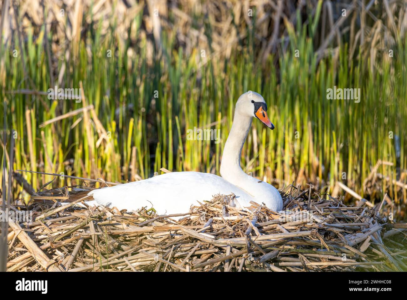 Native fauna Birds in Germany Swan Stock Photo - Alamy