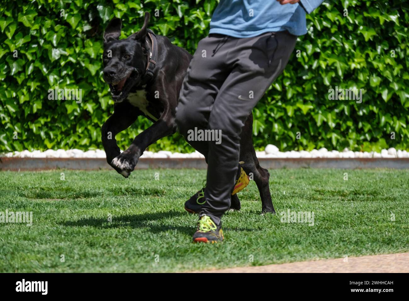 Great Dane chasing a person Stock Photo - Alamy