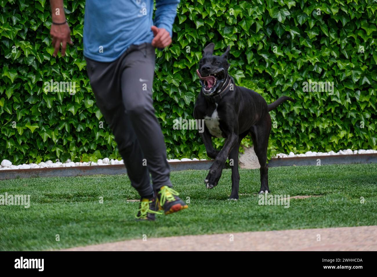 Wolf chasing animals hi-res stock photography and images - Alamy