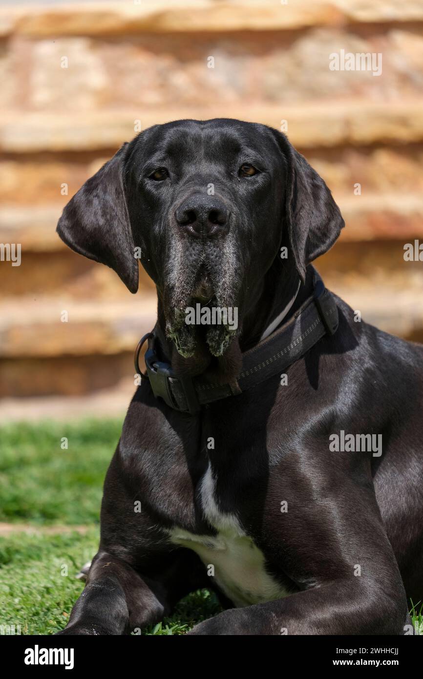 Great Dane female Stock Photo - Alamy