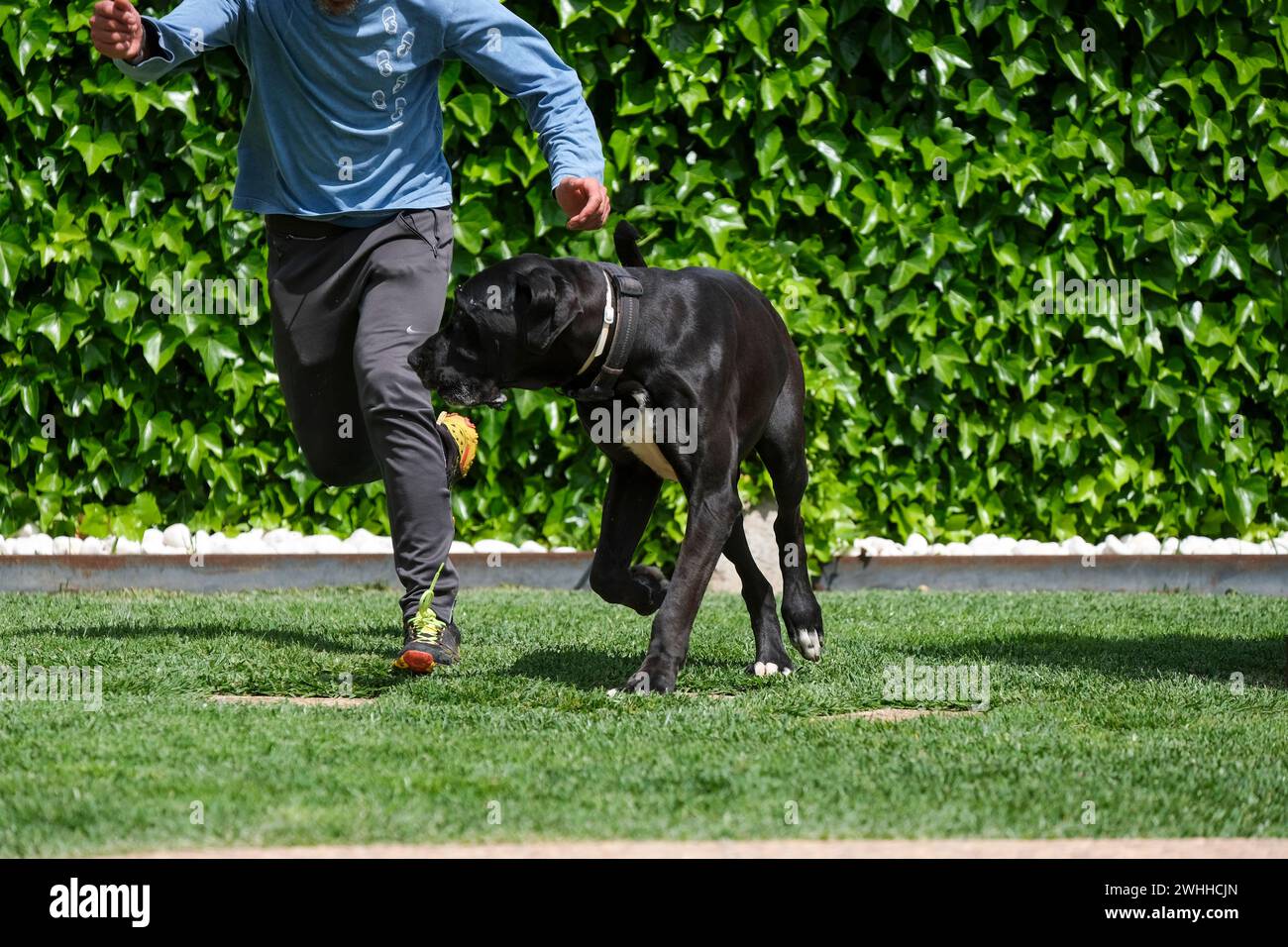 Great Dane chasing a person Stock Photo - Alamy
