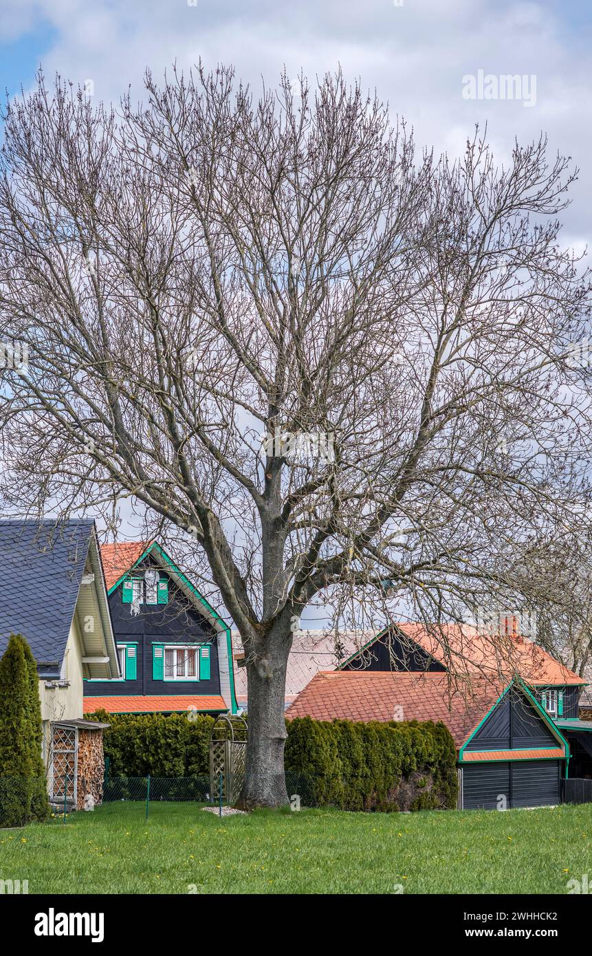 The houses behind the tree Stock Photo - Alamy