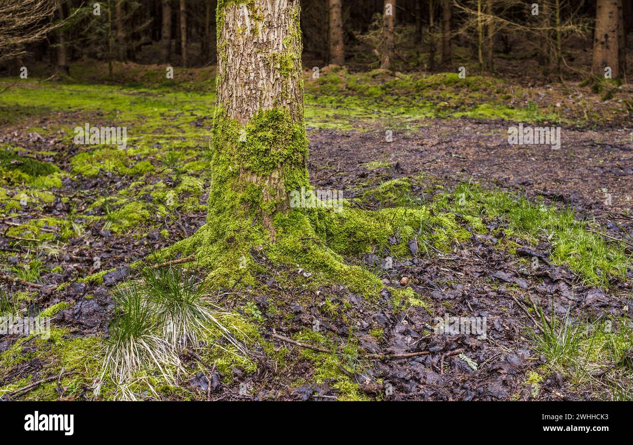 Tree trunk with moss Stock Photo - Alamy