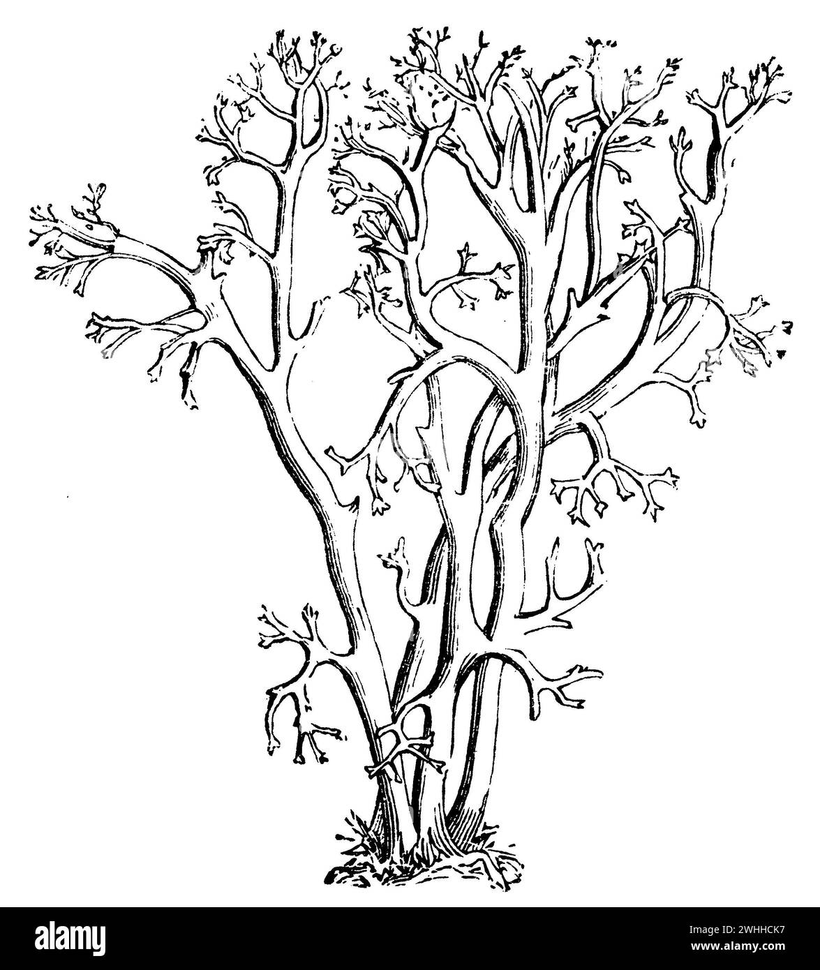 Cladonia rangiferina drawing hi-res stock photography and images - Alamy