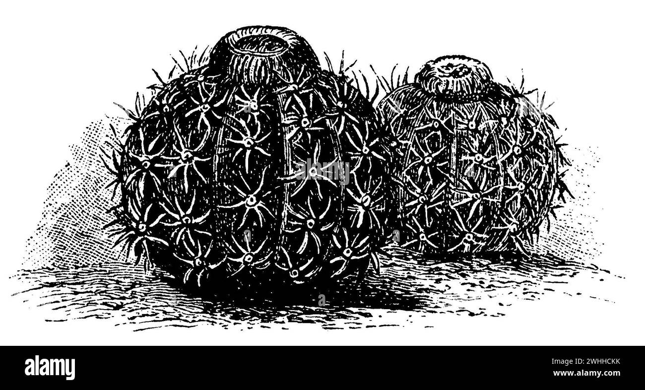 Melocactus intortus, Melocactus intortus, (encyclopedia, 1893 ...