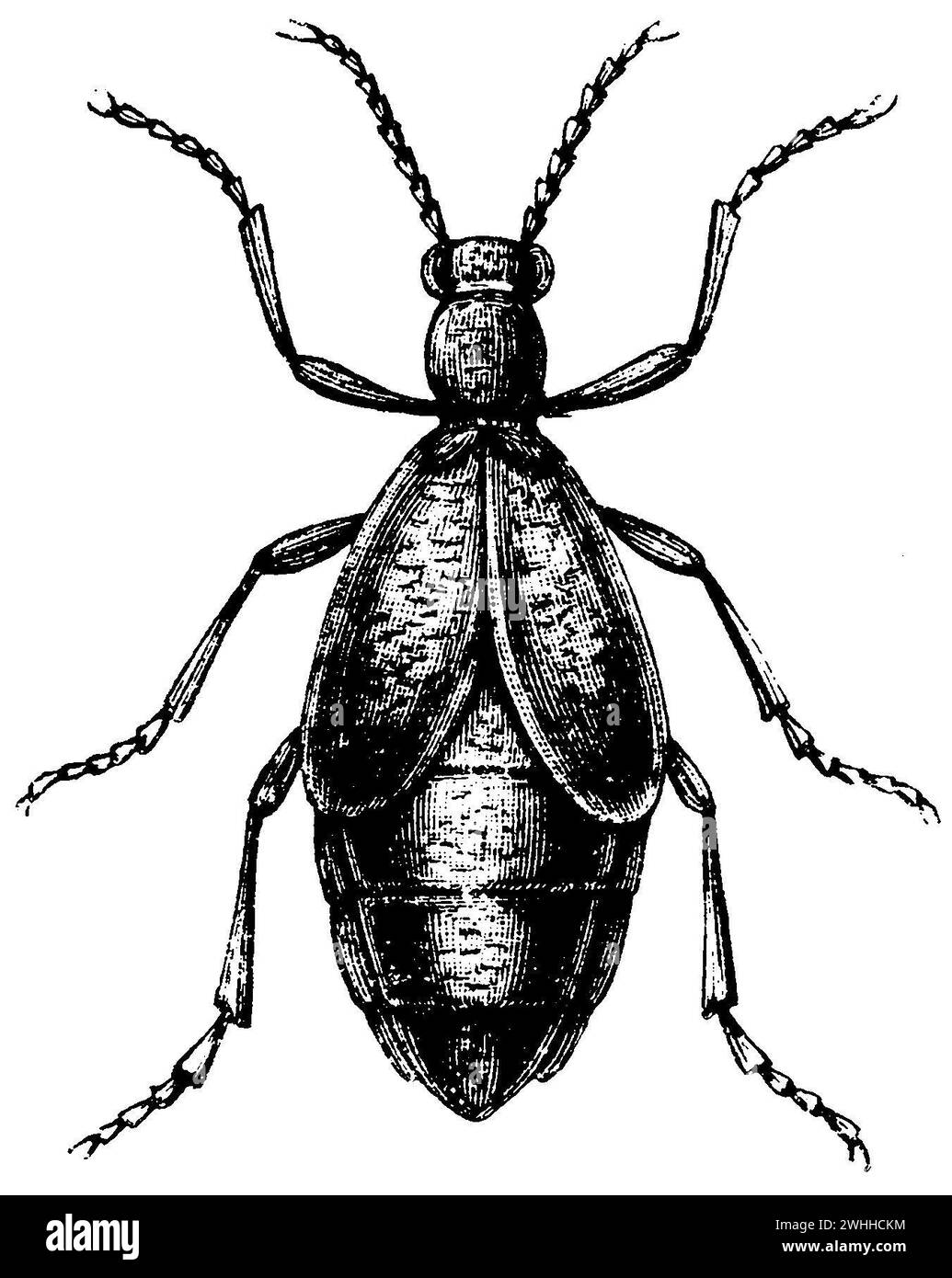 Oil beetle, Meloe proscarabaeus, (encyclopedia, 1893), Schwarzblauer ...