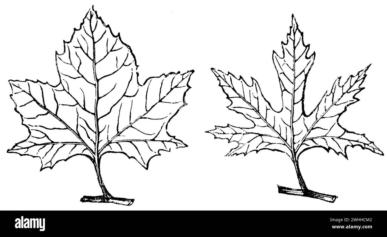 Platanus orientalis, Platanus orientalis, (garden book, 1877 ...
