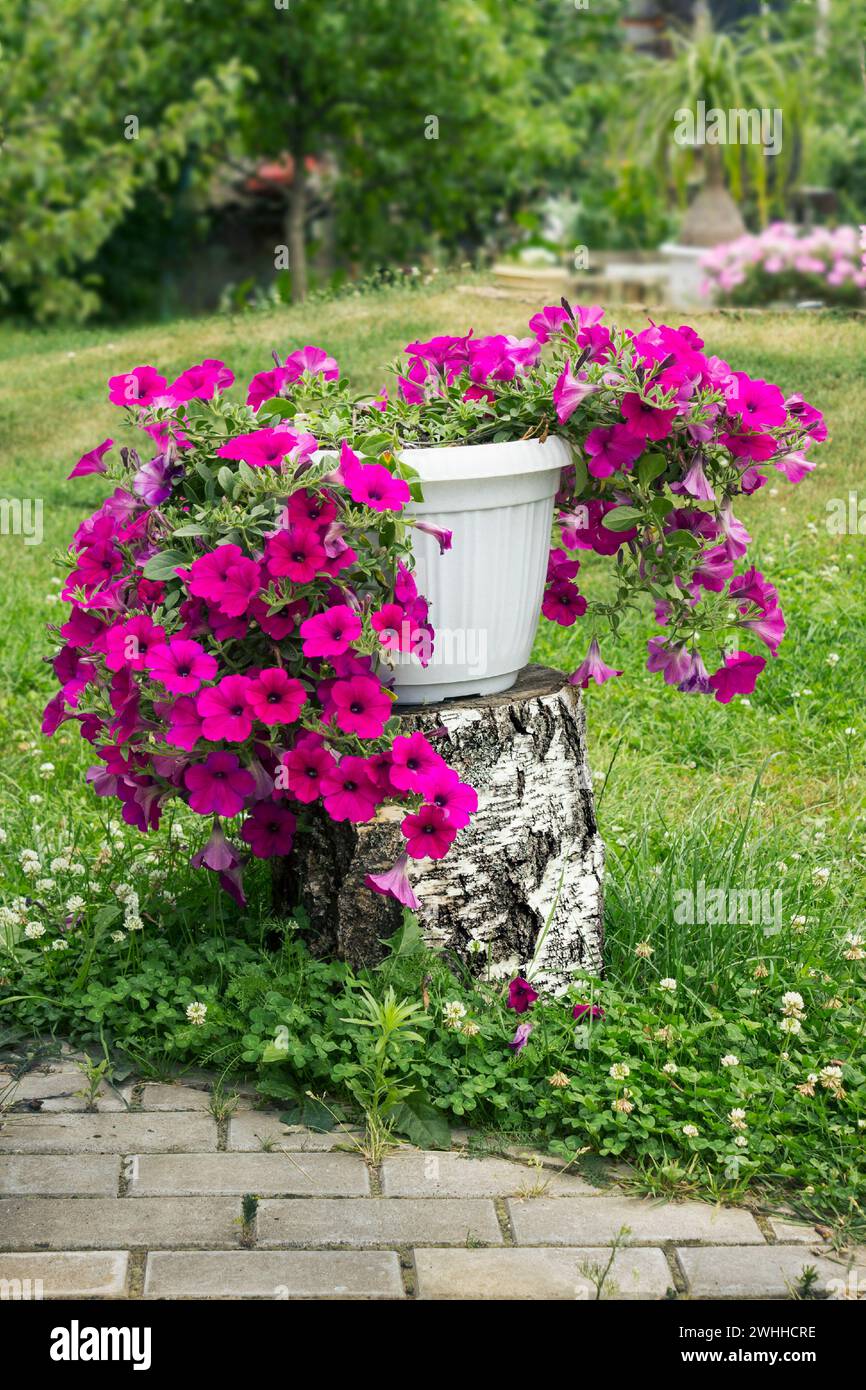Petunia in stump hi-res stock photography and images - Alamy