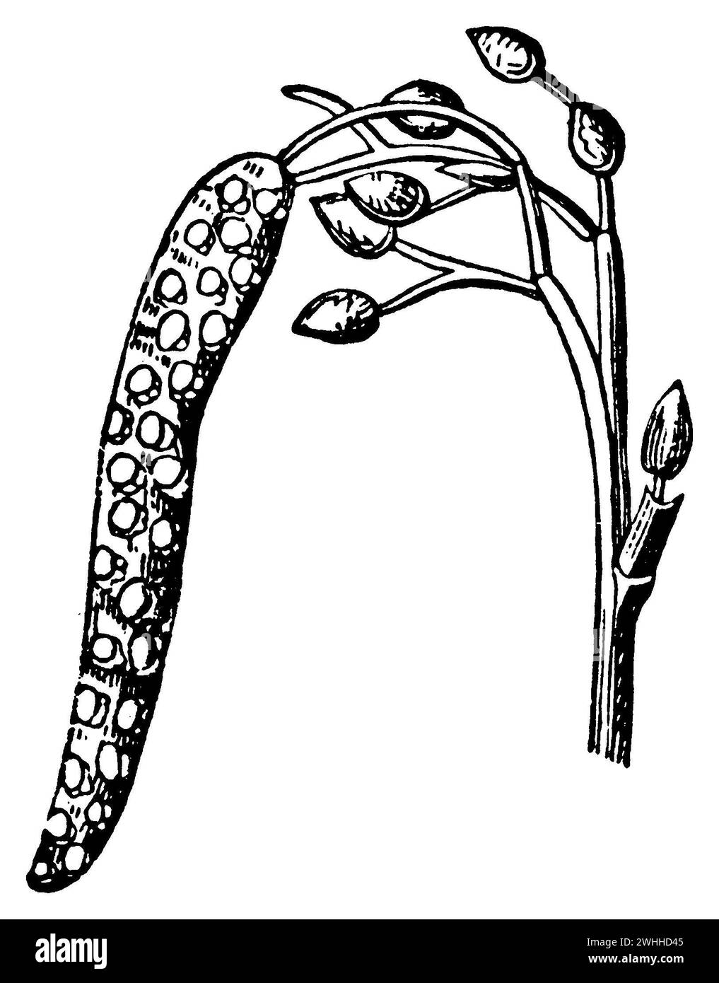 Haselnuss illustration Black and White Stock Photos & Images - Alamy