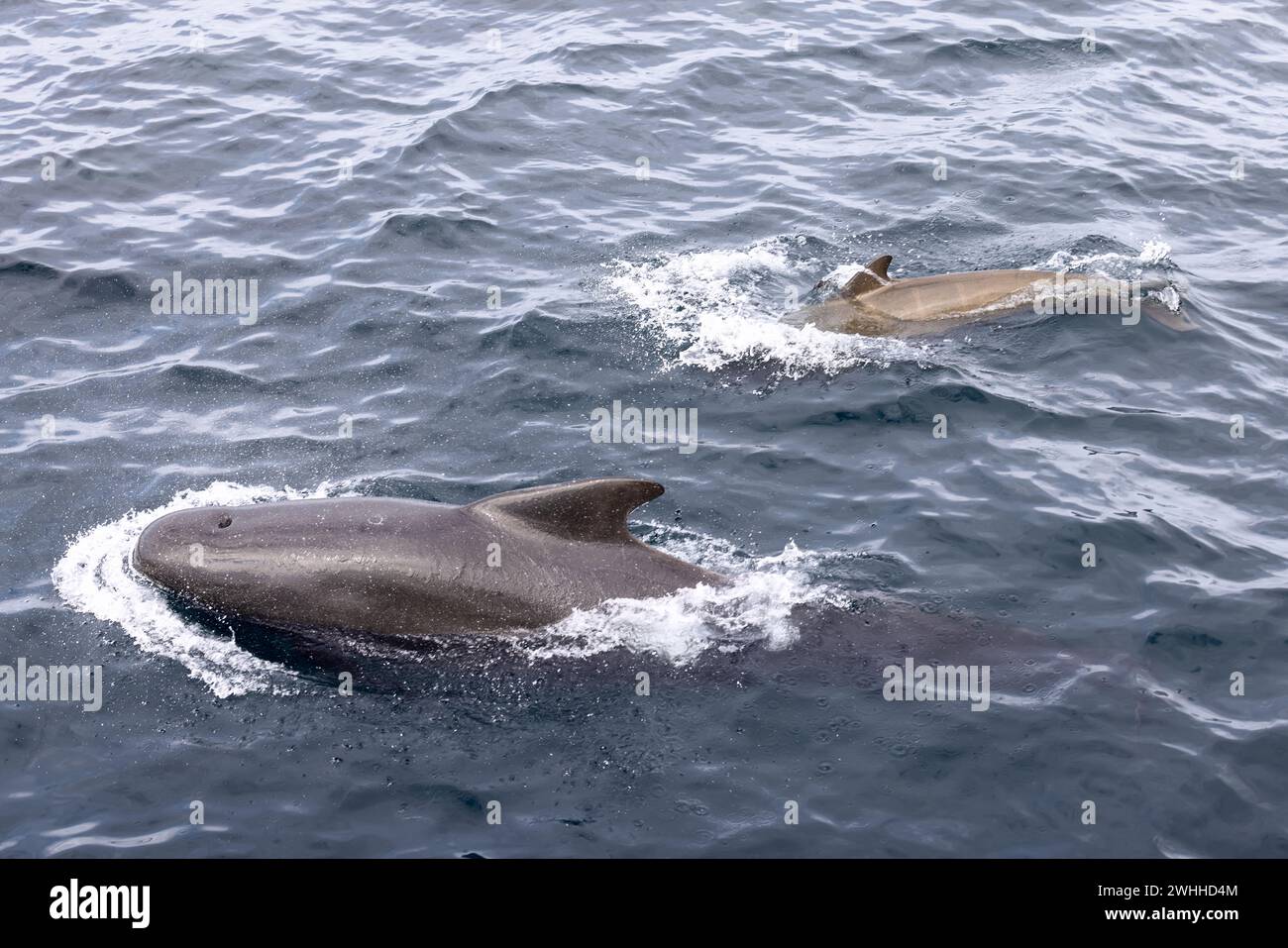 A mother pilot whale and her calf cut through the Arctic waters ...