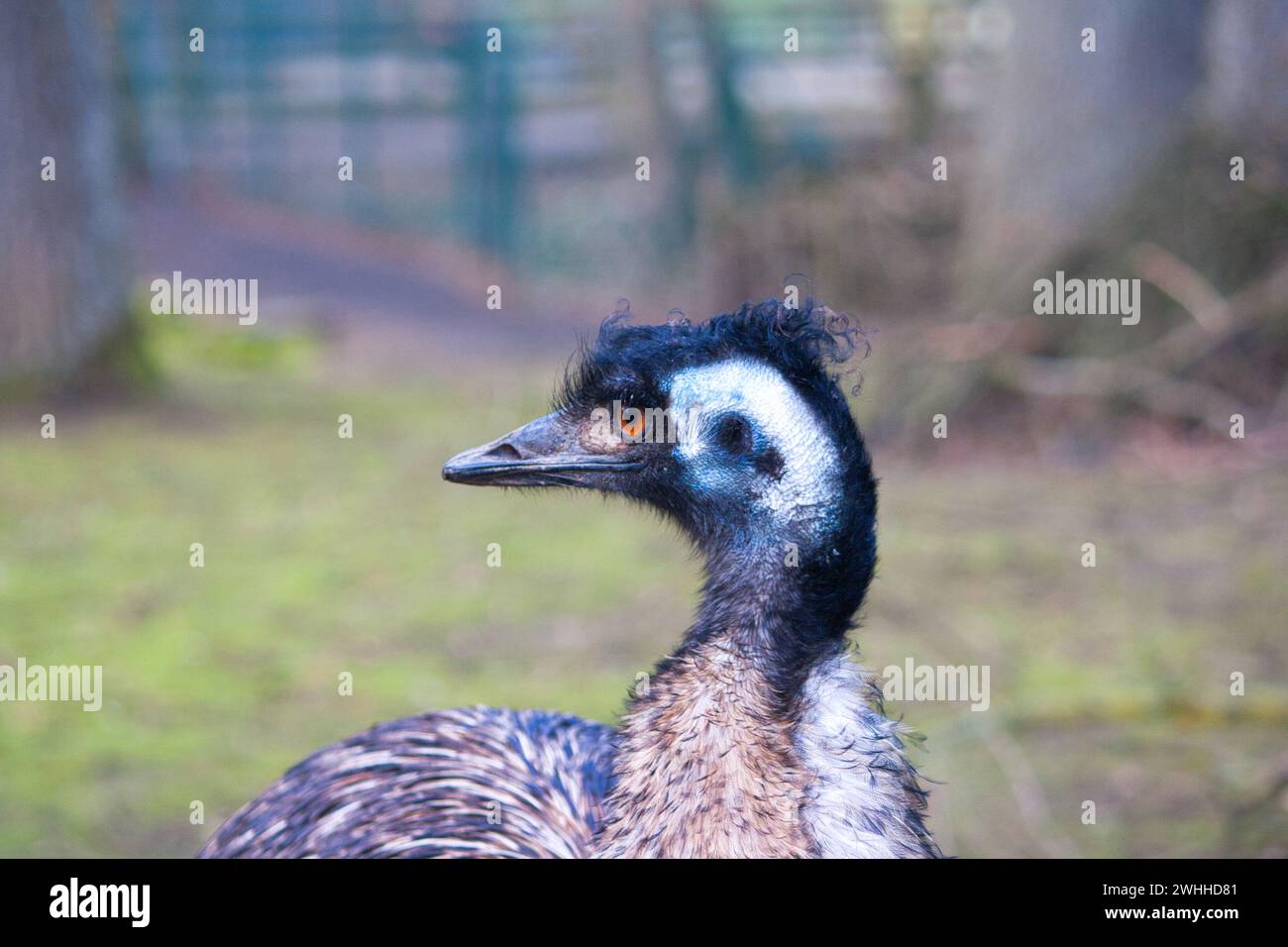 Emu with black and blue neck, orange eyes, in a natural enclosure with ...