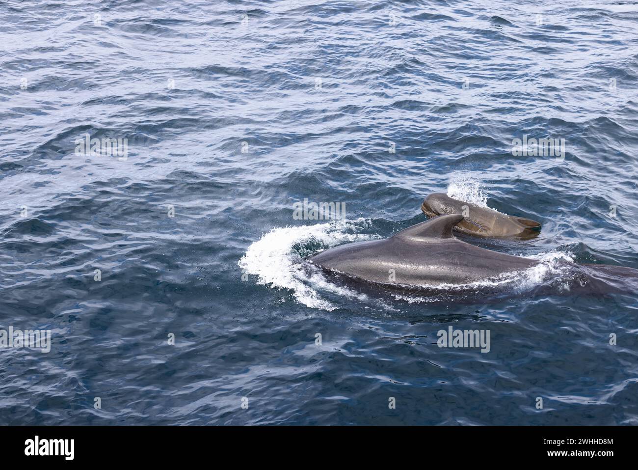 A pilot whale calf (Globicephala melas) frolics close to its mother in ...