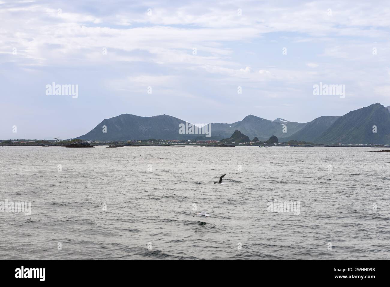 In the embrace of the Norwegian Sea, Andenes unfurls with rolling ...