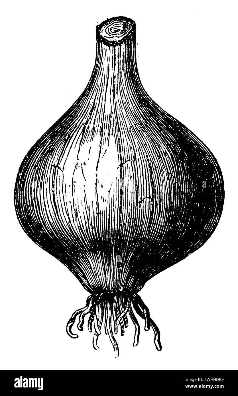 Allium cepa drawing hi-res stock photography and images - Alamy