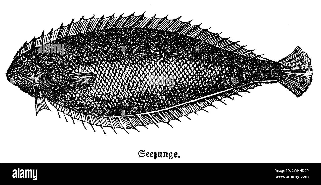 Common sole solea solea hi-res stock photography and images - Alamy