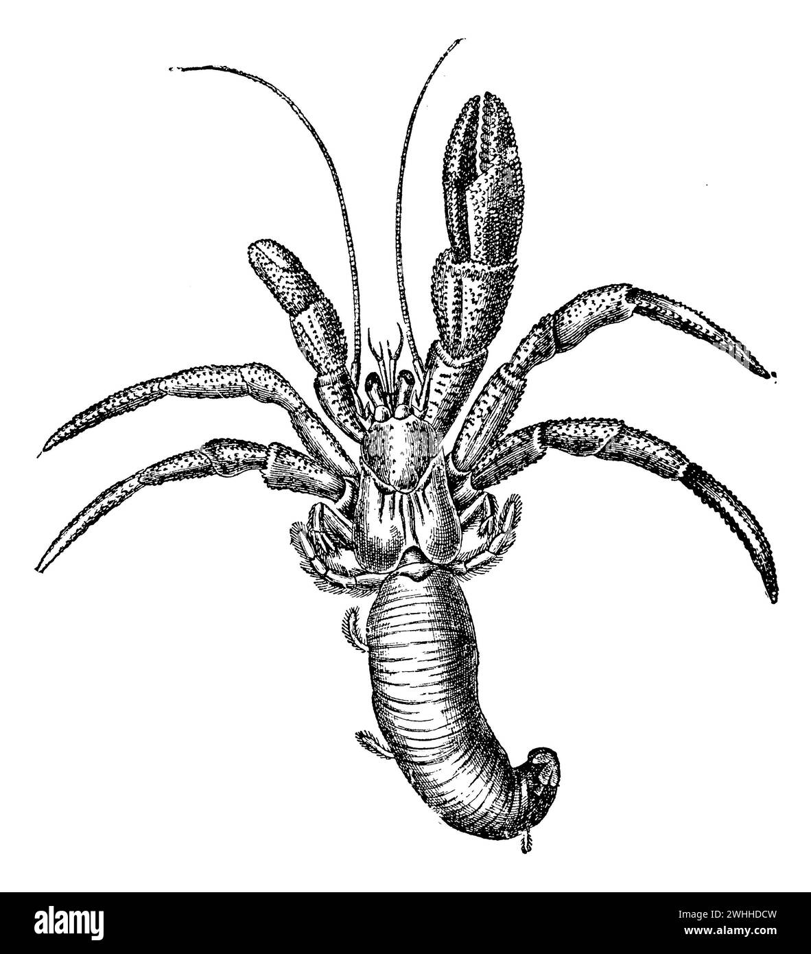 Common hermit crab, Pagurus bernhardus, (encyclopedia, 1892 ...