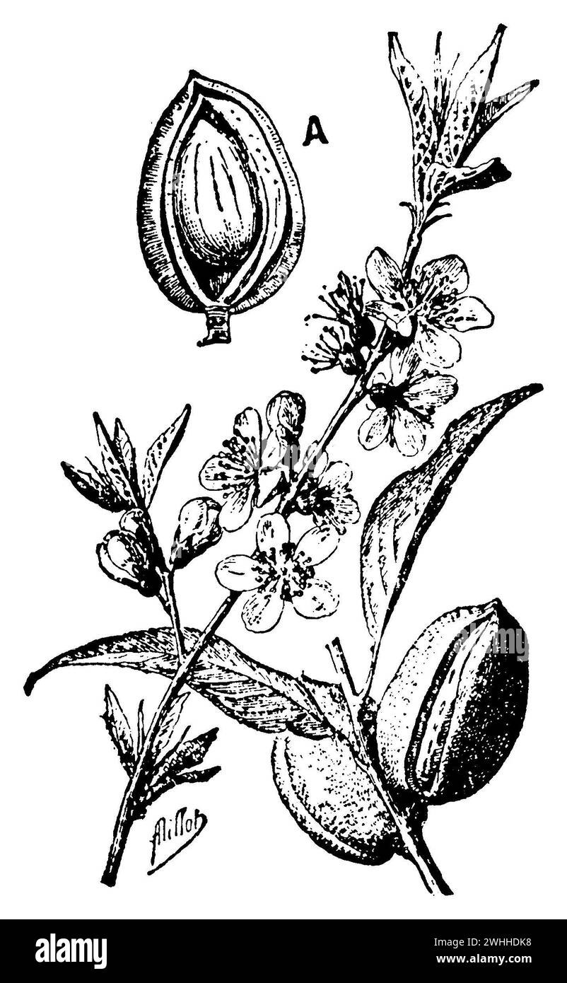 almond tree, A cut fruit, Prunus dulcis Syn. Prunus amygdalus, Adolphe ...