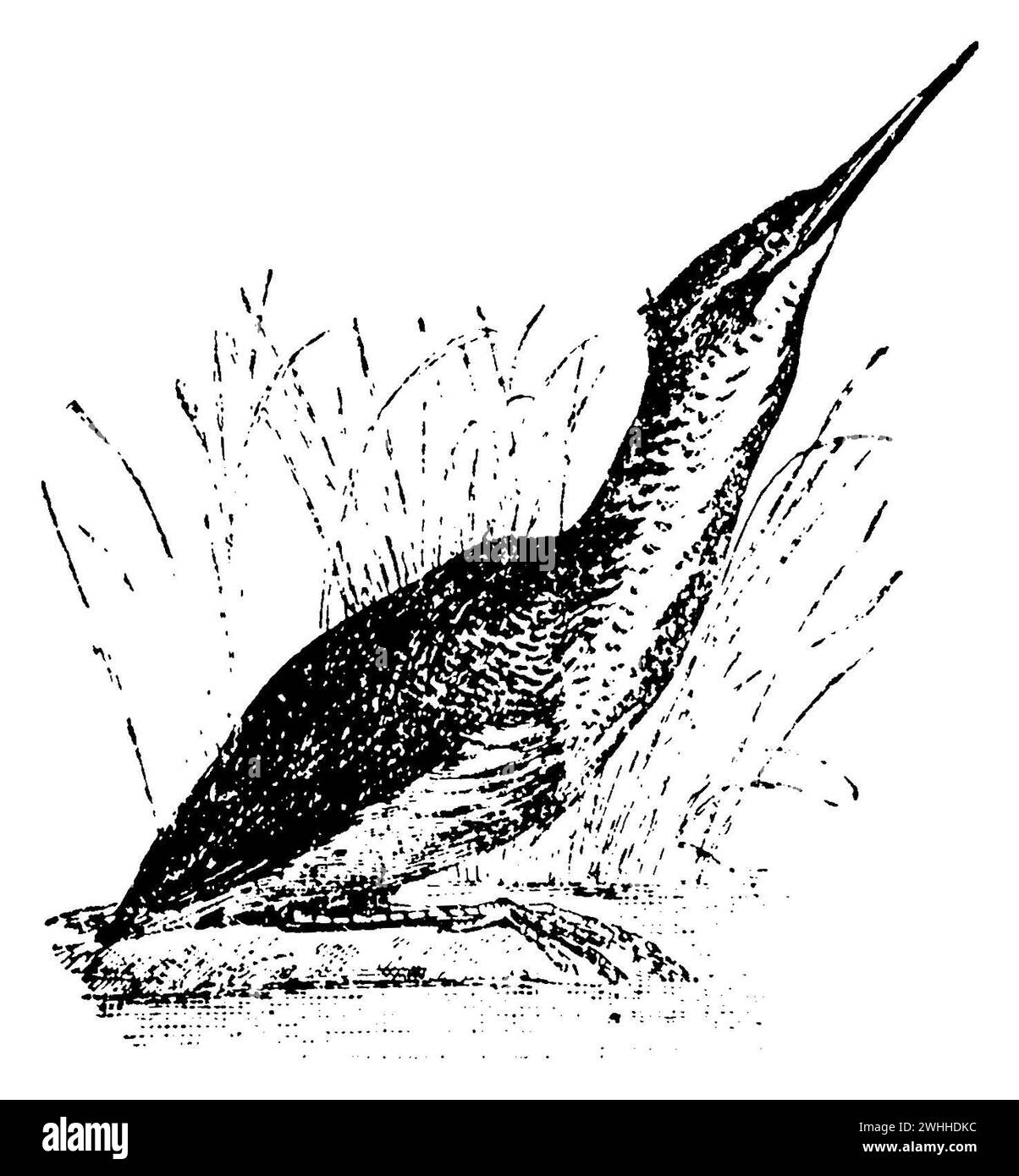 Eurasian bittern or great bittern, Botaurus stellaris, (encyclopedia ...