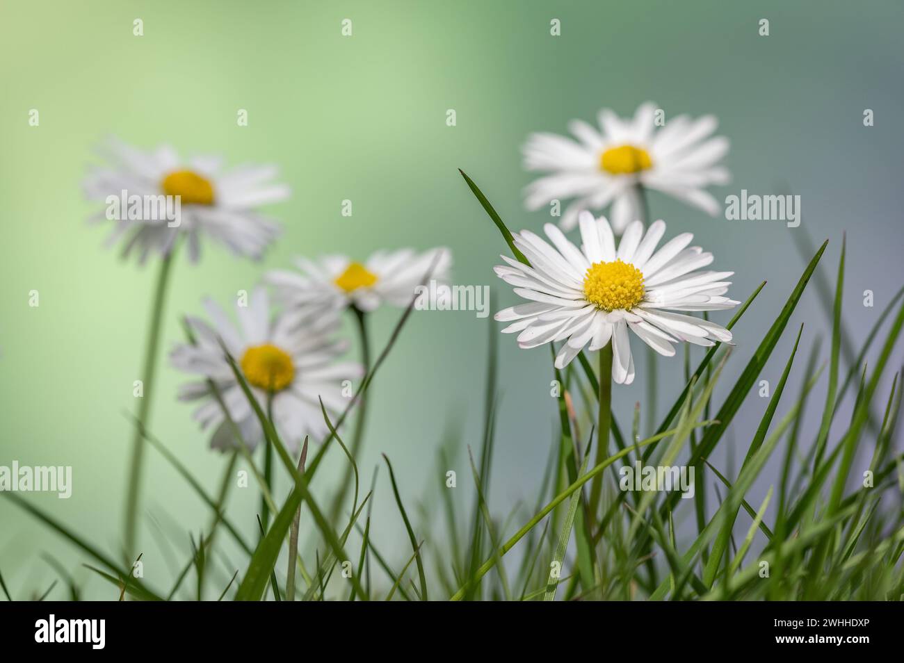 Monthly rosette hi-res stock photography and images - Alamy