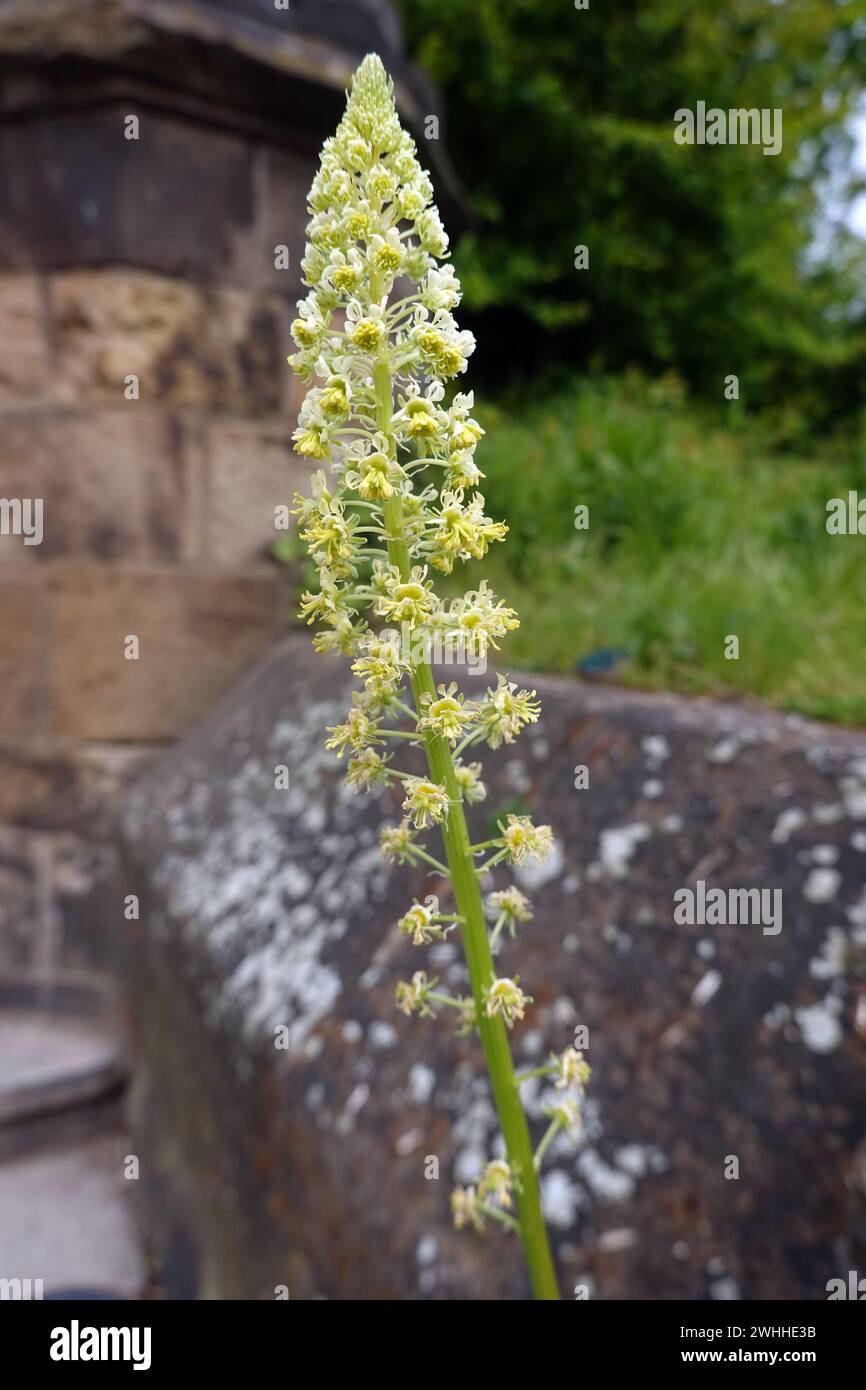 Yellow Wau (Reseda lutea), also known as yellow rocket or yellow resede ...