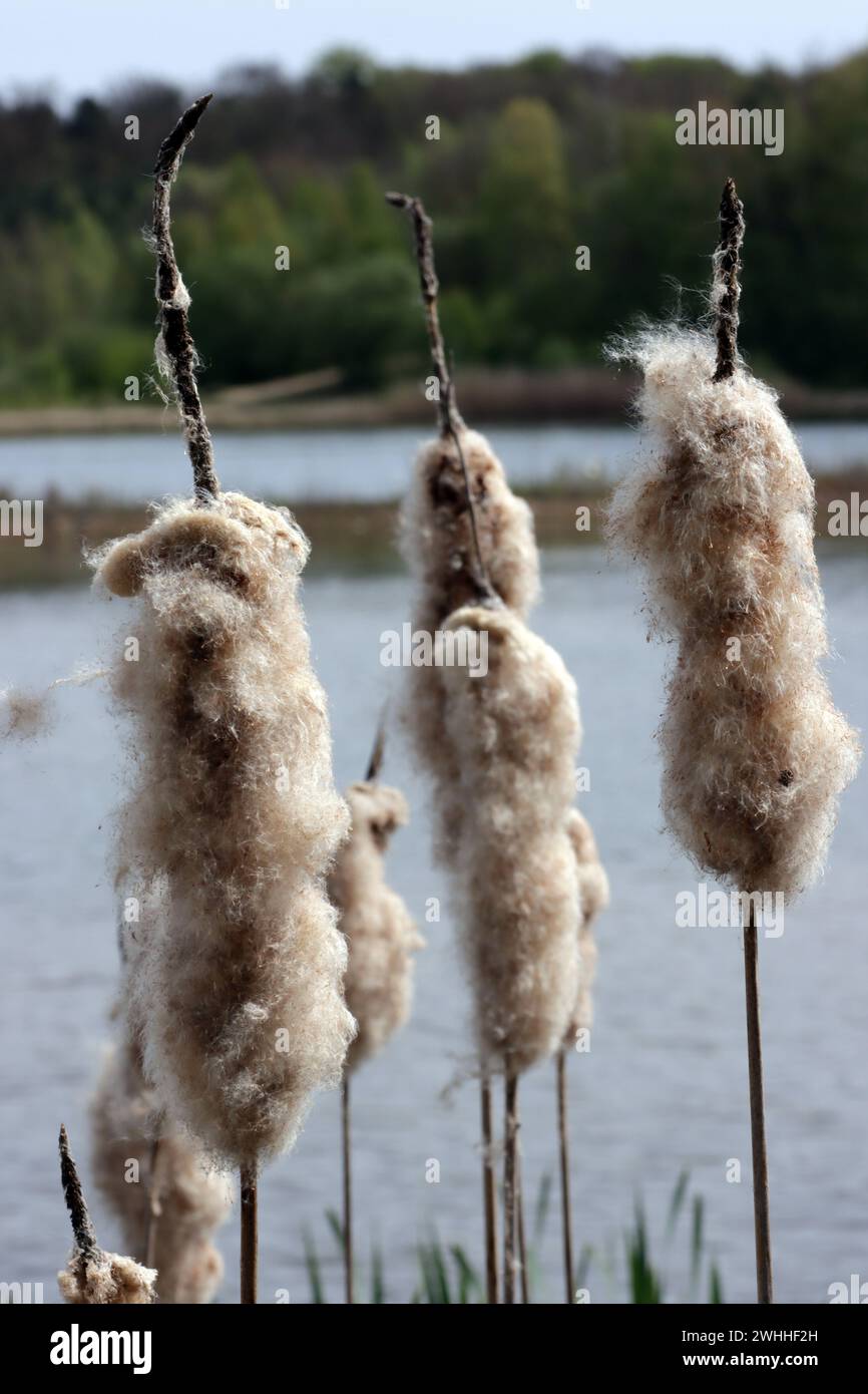 Typha spec hi-res stock photography and images - Alamy