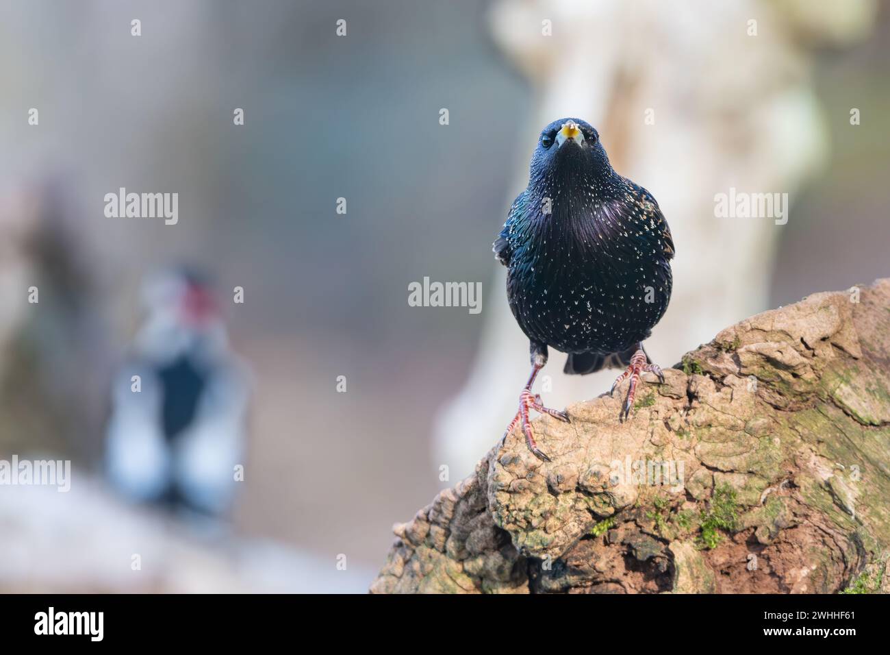 Starling, (Sturnus vulgaris), Insch, Aberdeenshire, Scotland, UK Stock ...