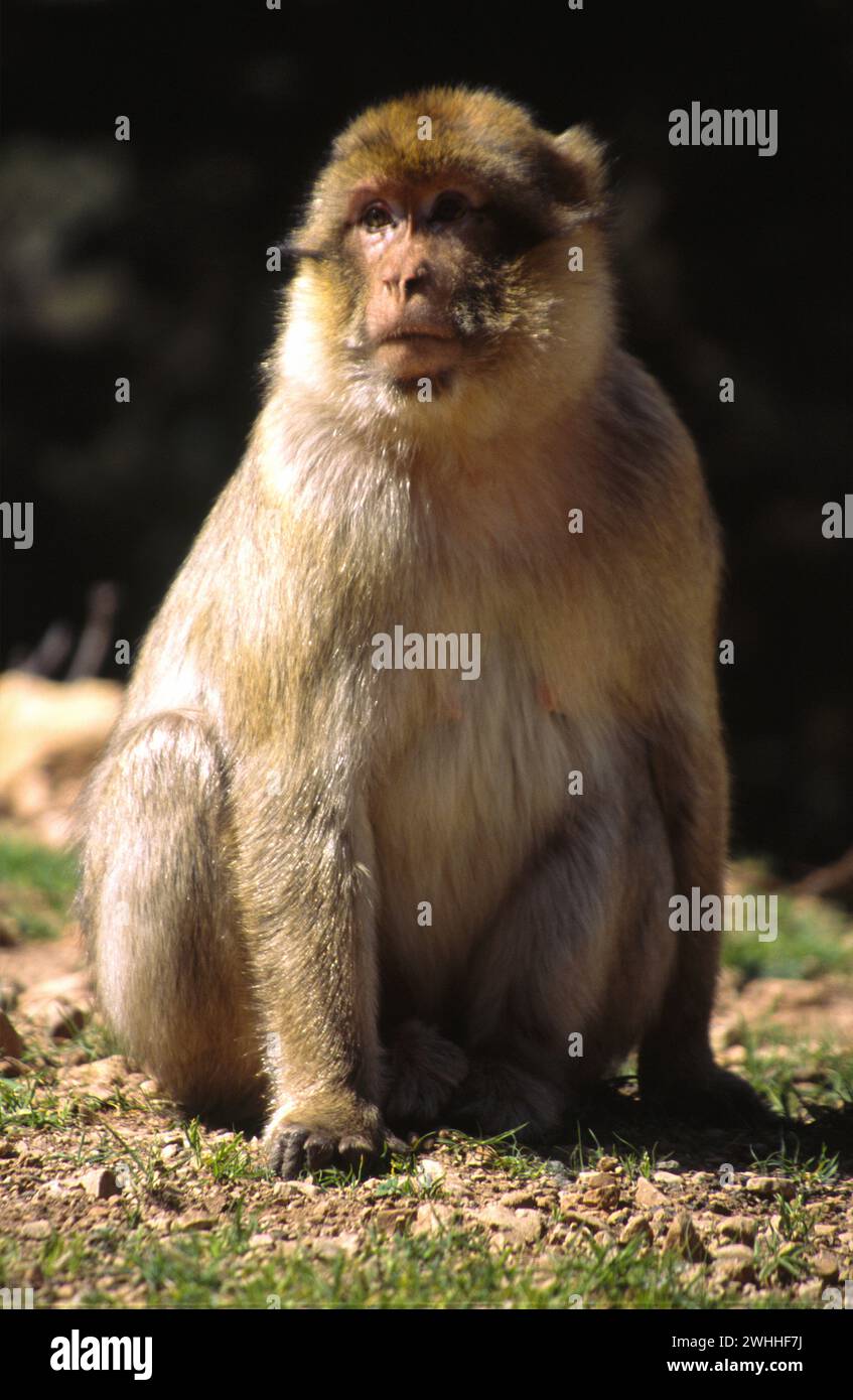 Mono de marruecos hi-res stock photography and images - Alamy