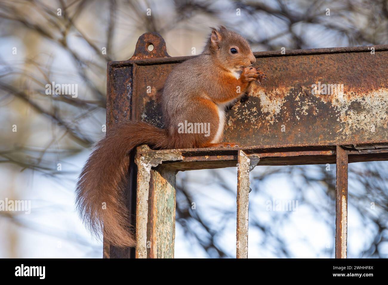 Rusty squirrel hi-res stock photography and images - Alamy
