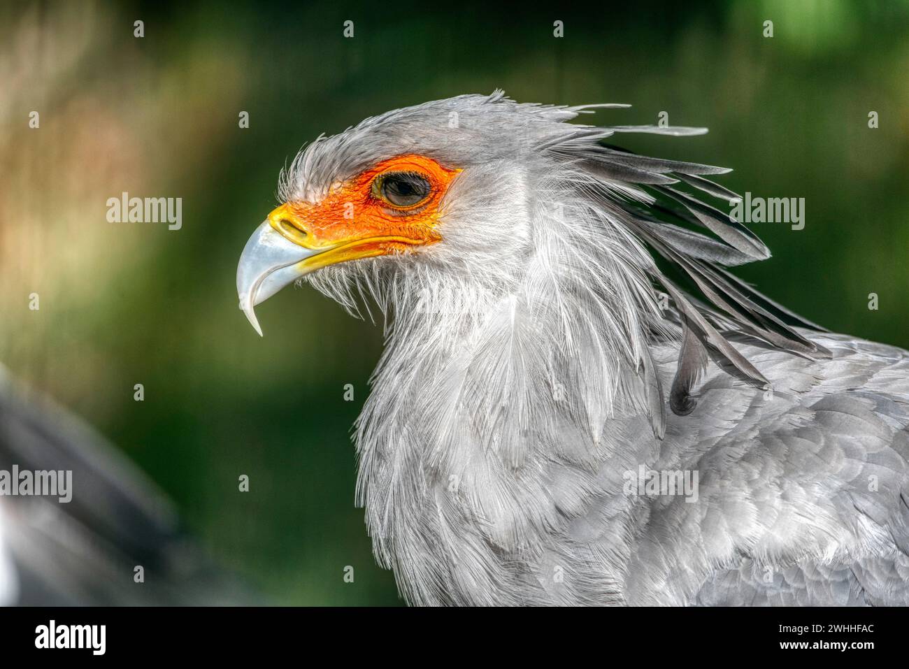 Portrait of the fascinating Secretary bird, a large predatory bird that ...