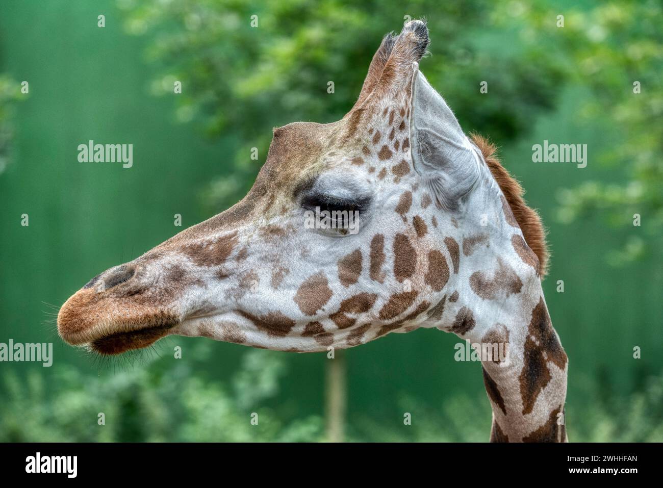 Giraffe nose hi-res stock photography and images - Alamy