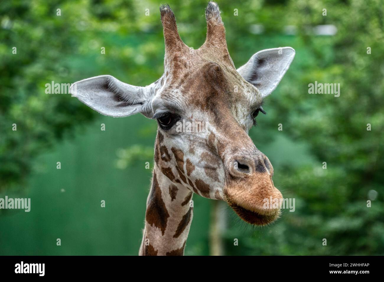 Giraffe nose hi-res stock photography and images - Alamy