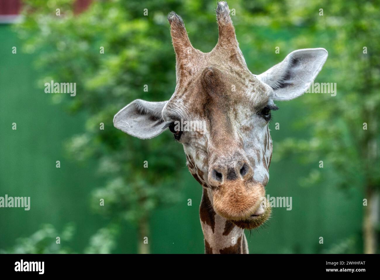 Giraffe nose hi-res stock photography and images - Alamy